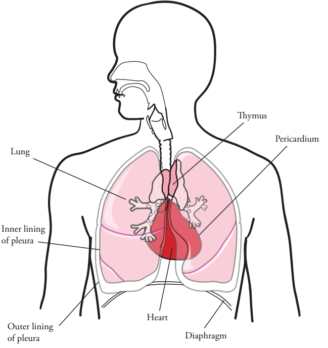 About Your Thoracic Surgery | Memorial Sloan Kettering Cancer Center