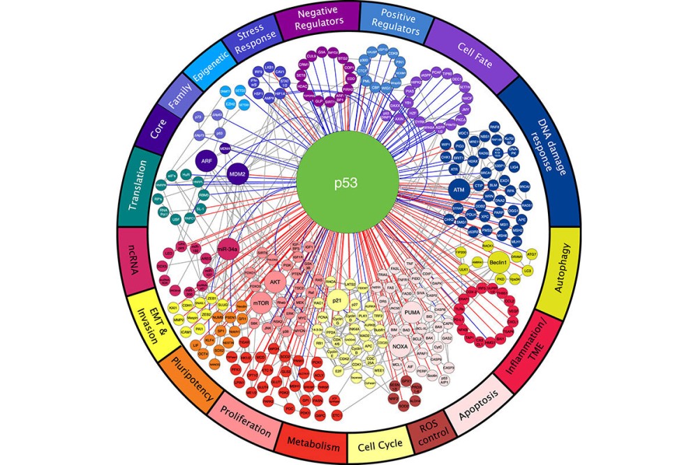 The p53 Tumor Suppressor Network | Sloan Kettering Institute