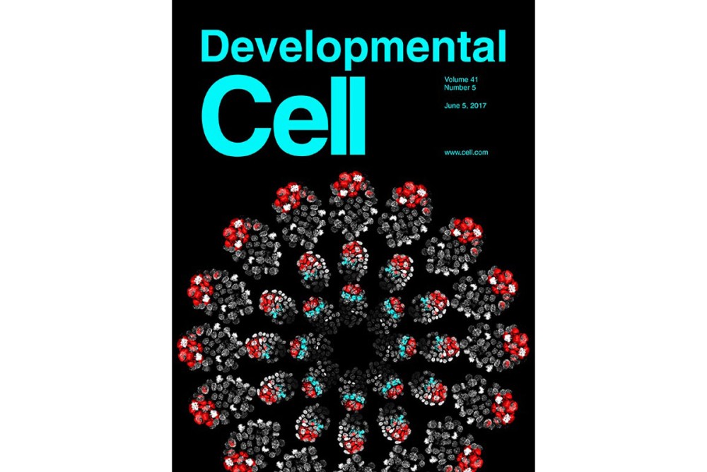 It Takes Two: A Pair of Proteins Coordinate to Direct Development of ...