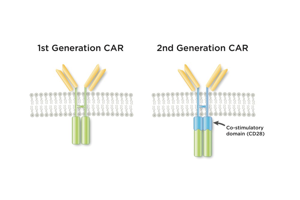 FDA Approves First CAR T Cell Therapy for Leukemia | Memorial Sloan ...