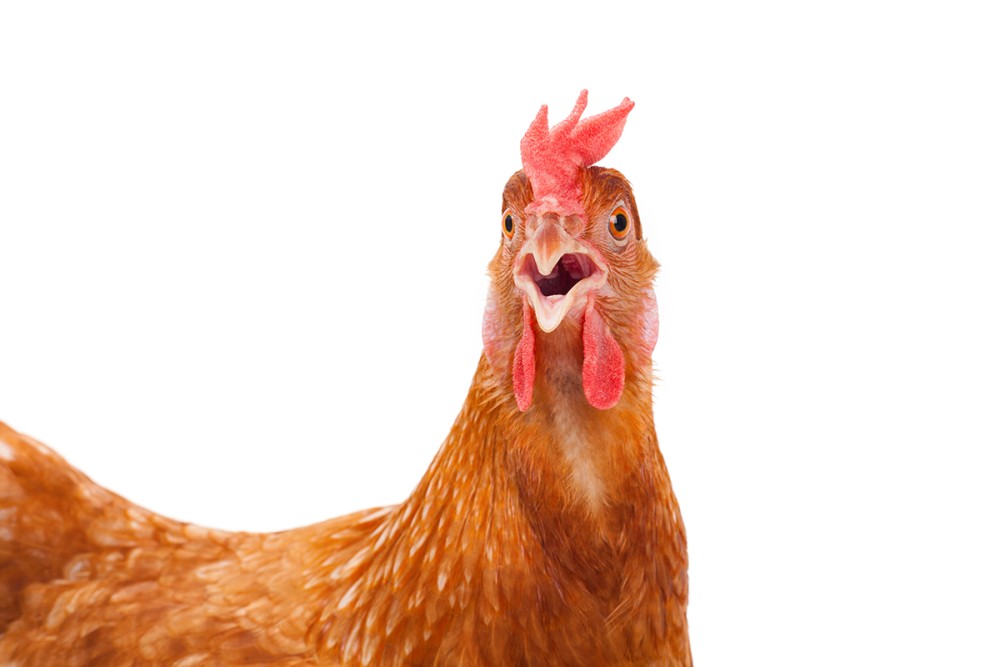 How a Chicken Helped Solve the Mystery of Cancer | Memorial Sloan ...