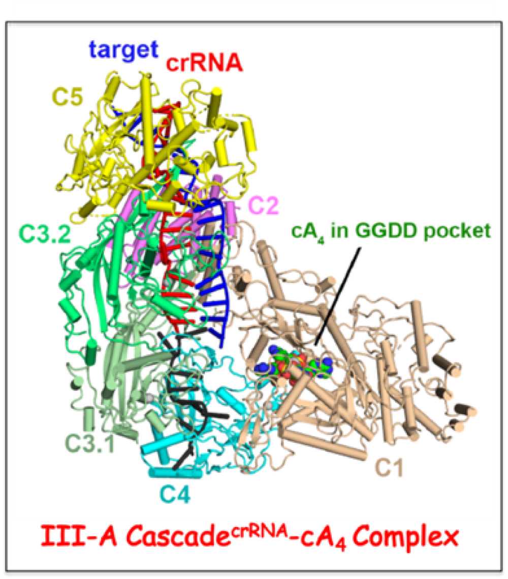 Dinshaw Patel: Research Overview | Sloan Kettering Institute