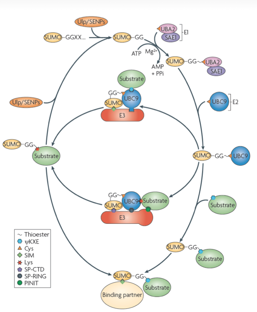 Post-Translational Protein Modification by Ubiquitin-like Proteins ...