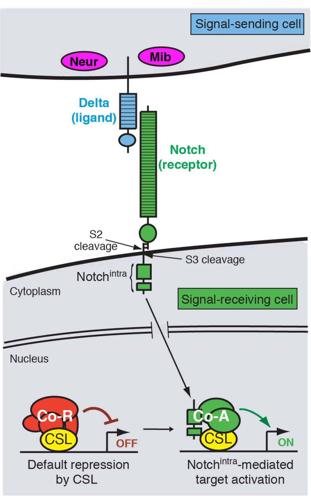 Notch Signaling and Neural Transcription Factors | Sloan Kettering ...