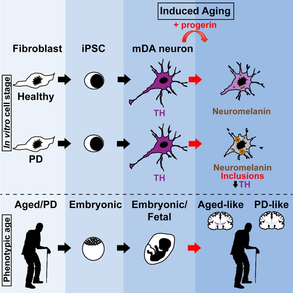 Modeling Human Disease Using Pluripotent Stem Cells | Sloan Kettering ...