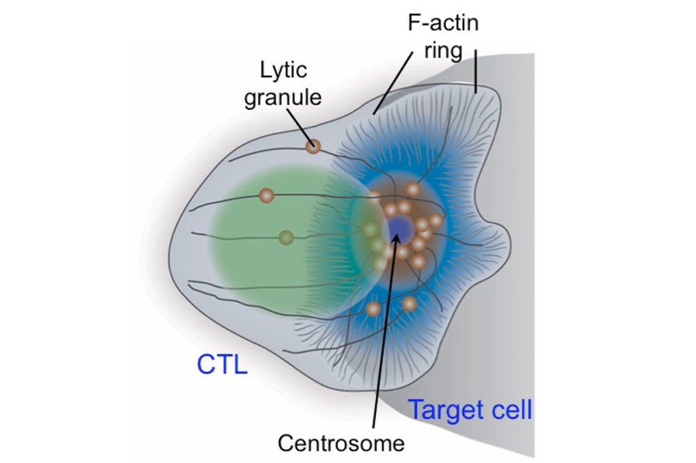 Morgan Huse: Research Overview | Sloan Kettering Institute