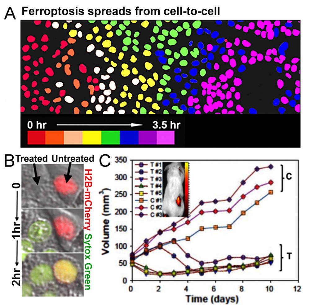 Michael Overholtzer: Research Overview | Sloan Kettering Institute