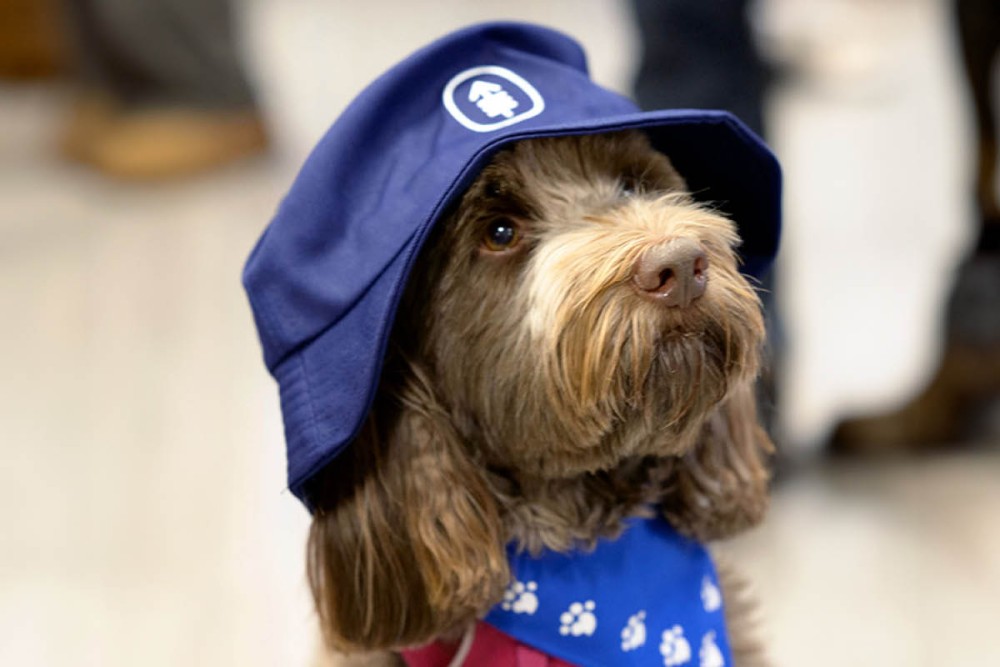 Caring Canines: Dogs To Aid Cancer Patient Recovery | Memorial Sloan ...