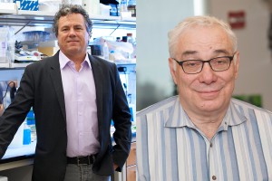 The Neal Rosen Lab | Sloan Kettering Institute