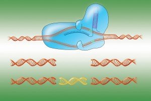 A Cut Above: MSK-Developed Software Makes CRISPR More Precise ...