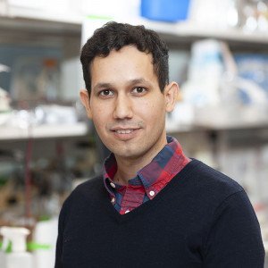 The Dana Pe'er Lab | Sloan Kettering Institute