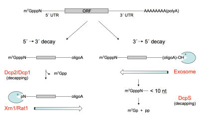 RNA Decay | Sloan Kettering Institute