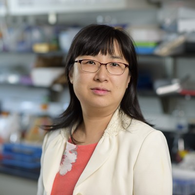 The Eric Lai Lab | Sloan Kettering Institute