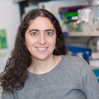 The Neal Rosen Lab | Sloan Kettering Institute