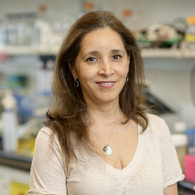 The Scott Lowe Lab | Sloan Kettering Institute