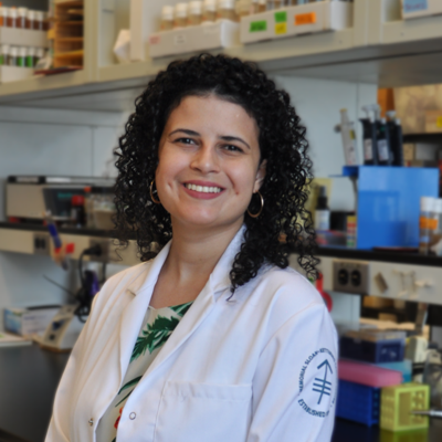 The Mary Baylies Lab | Sloan Kettering Institute