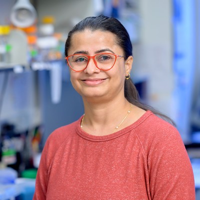 The John Petrini Lab | Sloan Kettering Institute