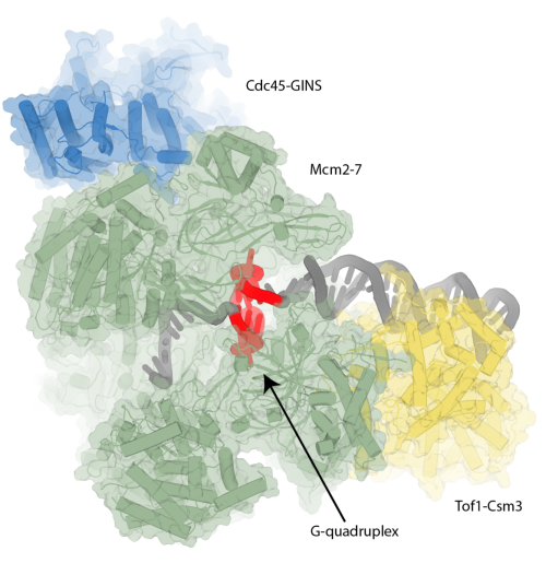 The Richard Hite Lab | Sloan Kettering Institute