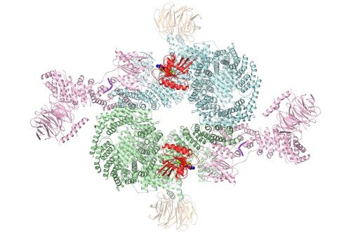 Scientists Unlock Structure of mTOR, a Key Cancer Cell Signaling ...