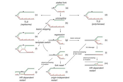 Replication Fork Stalling, Lesion Bypass, and Replication Restart ...