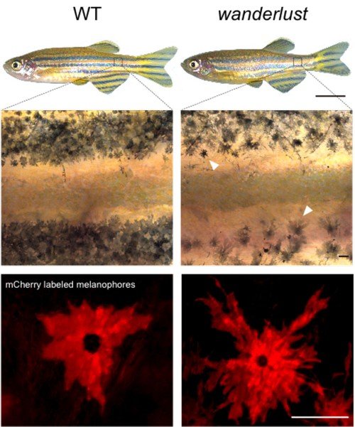How the Zebrafish Got Its Stripes | Memorial Sloan Kettering Cancer Center