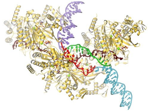 Homologous Recombination and DNA repair | Sloan Kettering Institute