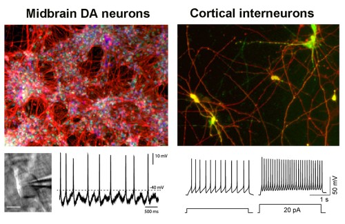 Directing Fate and Age of Human Pluripotent Stem Cells | Sloan ...