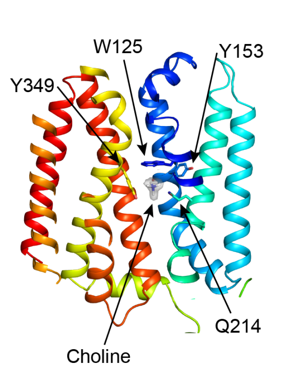 The Richard Hite Lab | Sloan Kettering Institute