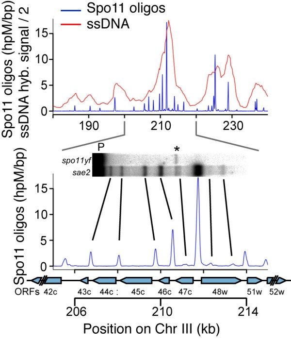 Meiotic Recombination in the Yeast S. cerevisiae | Sloan Kettering ...