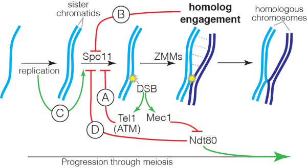 Meiotic Recombination in the Yeast S. cerevisiae | Sloan Kettering ...