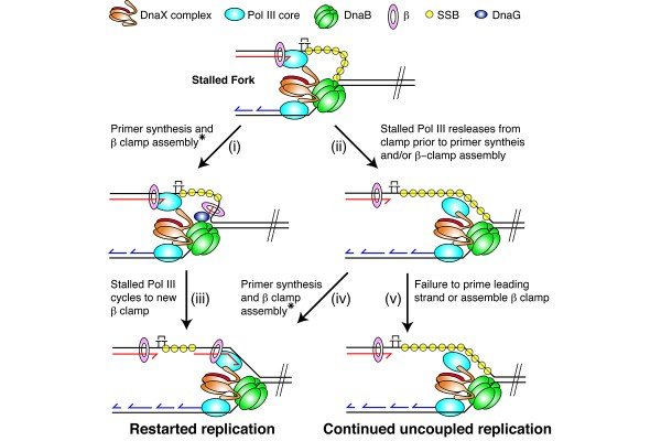 Replication Fork Stalling, Lesion Bypass, and Replication Restart ...