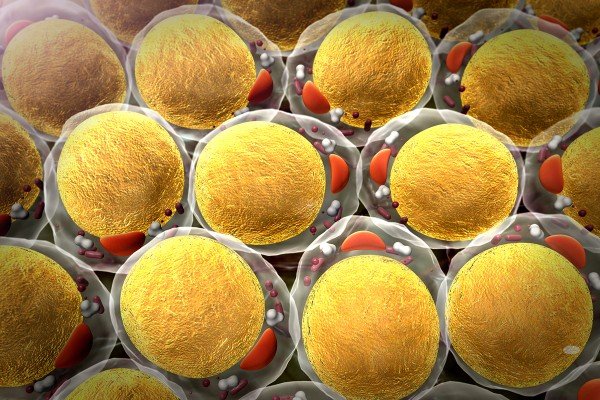 Cancer Cells Eat Fat to Grow and Spread | Memorial Sloan Kettering ...