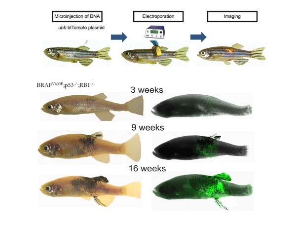 Technologies | Sloan Kettering Institute