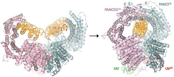 The Fanconi Anemia Pathway | Sloan Kettering Institute