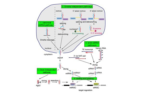 microRNAs and other small regulatory RNAs | Sloan Kettering Institute