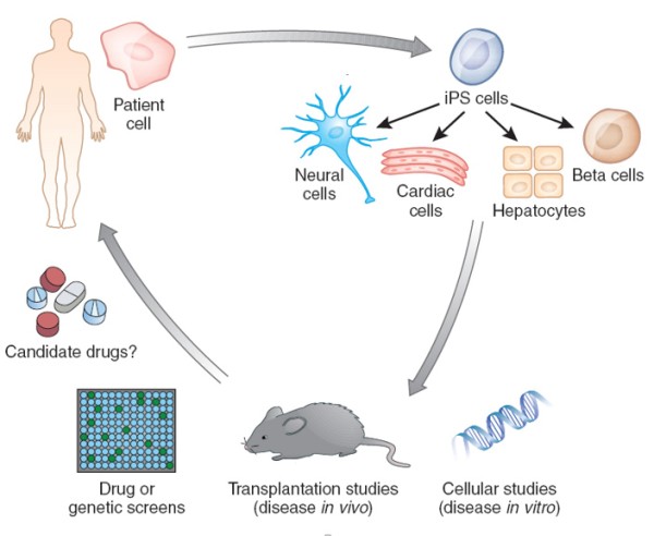 Modeling Human Disease Using Pluripotent Stem Cells | Sloan Kettering Institute