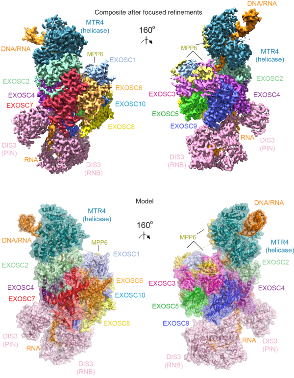 RNA Decay | Sloan Kettering Institute