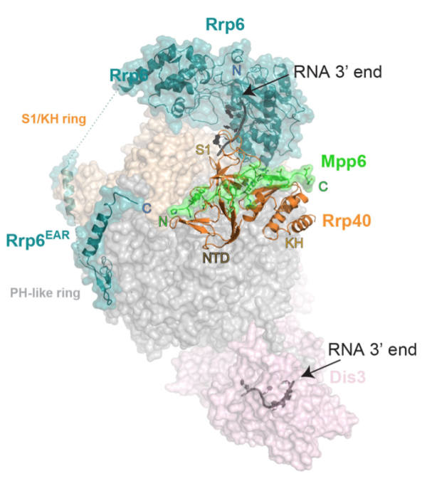 RNA Decay | Sloan Kettering Institute