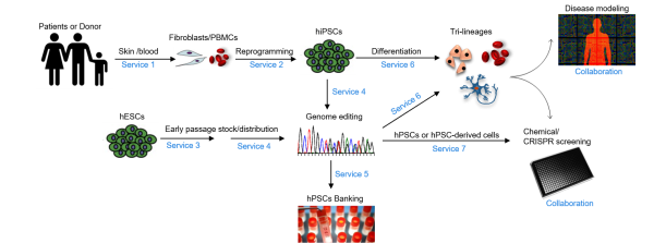 Stem Cell Research: Overview | Sloan Kettering Institute