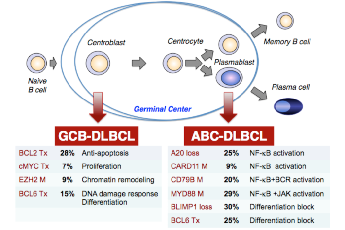 Specialized Program of Research Excellence (SPORE) in Lymphoma ...