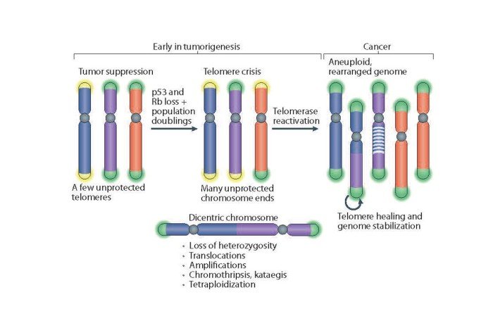 Telomere dysfunction threatens the integrity of the genome | Sloan ...