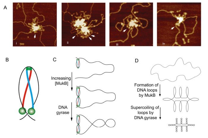 Mechanisms of Chromosome Compaction and Chromosome Unlinking | Sloan ...