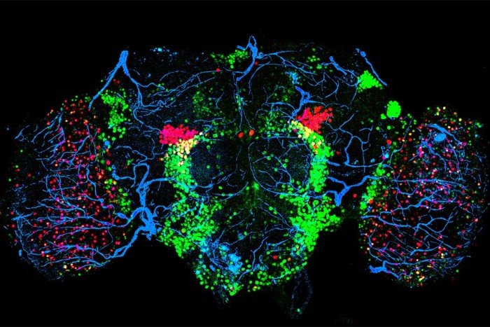 Scientific Education & Training Programs: Why Choose MSK? | Memorial ...
