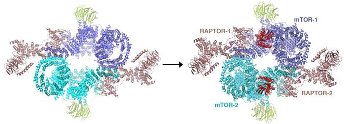 The mTOR Pathway | Sloan Kettering Institute