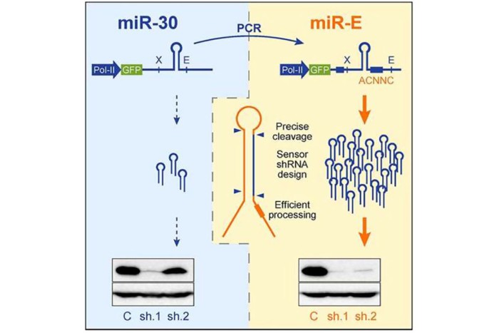 Genome Editing & Screening: Overview | Sloan Kettering Institute