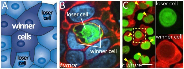 Michael Overholtzer: Research Overview | Sloan Kettering Institute