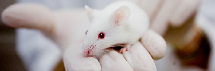 Department of Pathology and Laboratory Medicine | Memorial Sloan ...