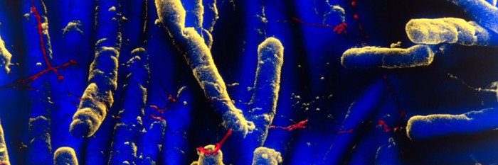 How Do Gut Microbes Affect the Success of CAR T Immunotherapy? New ...