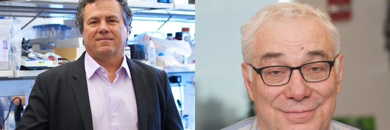 The Scott Lowe Lab | Sloan Kettering Institute