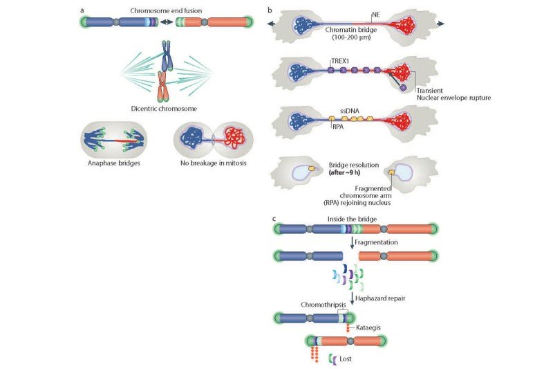 Telomere dysfunction threatens the integrity of the genome | Sloan ...